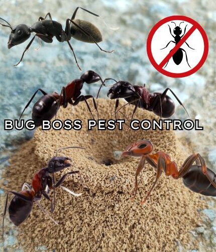Professional Pest Control in Sandton: Free Quotations, Fast and Safe